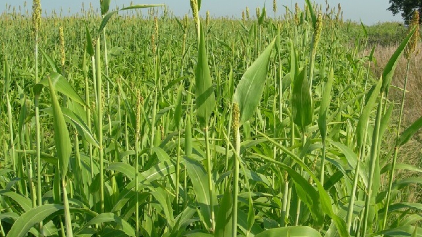 Summer Heat and Forage Growth - Drovers