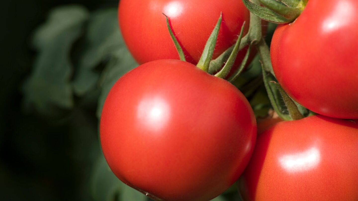How Termination of the Tomato Suspension Agreement Affects You - Pork Business