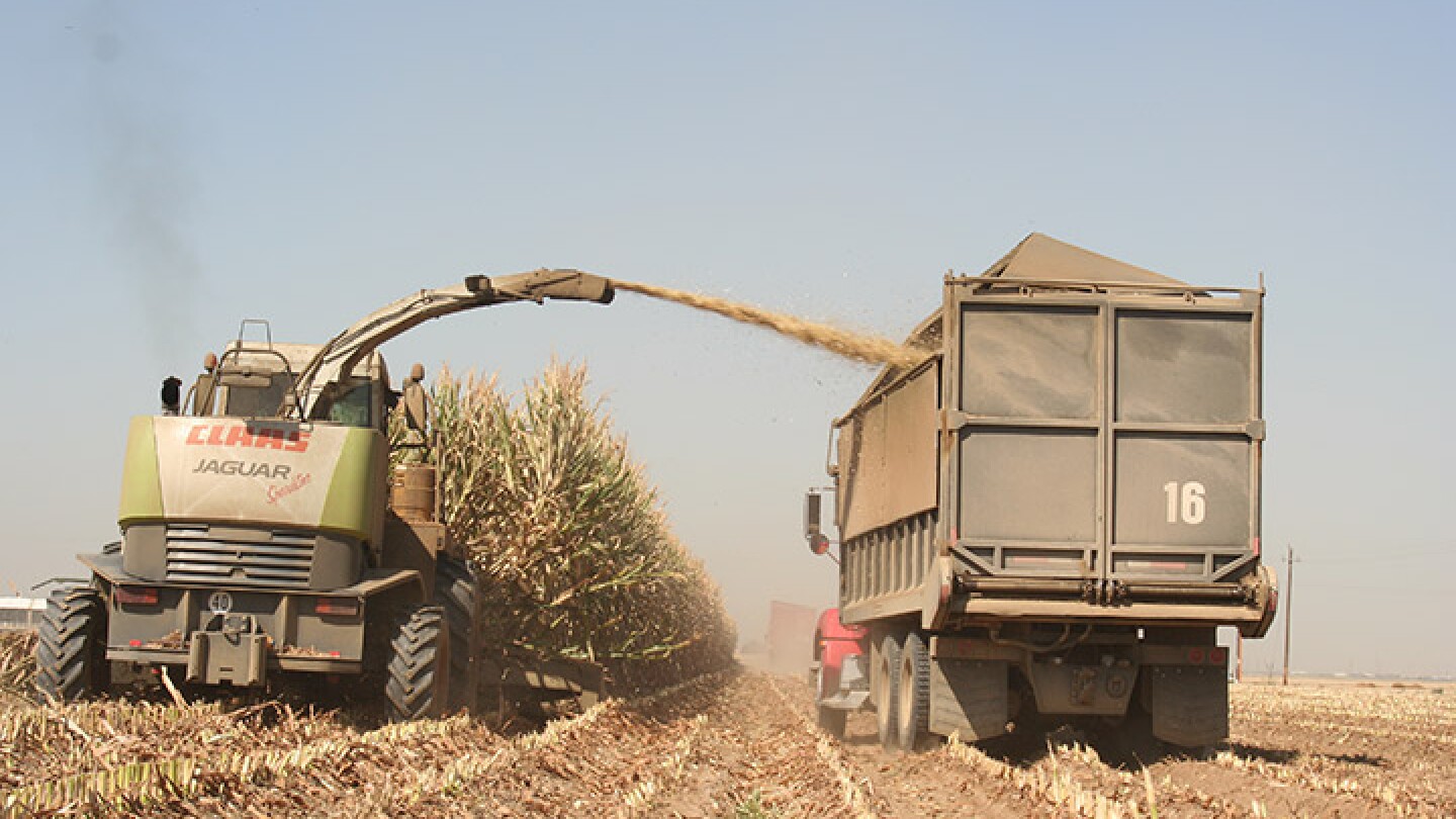 Watch Out for Silo Gases - Dairy Herd Management