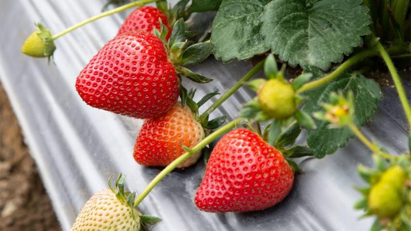 Berry boom: Well-Pict expects big volume through May and beyond - The ...