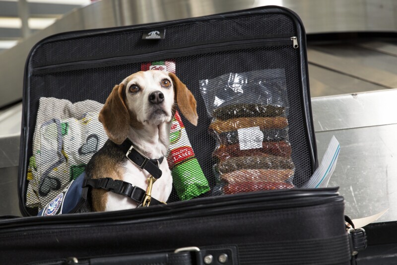 CBP Casts Wide Net to Assess African Swine Fever Threats to the U.S.