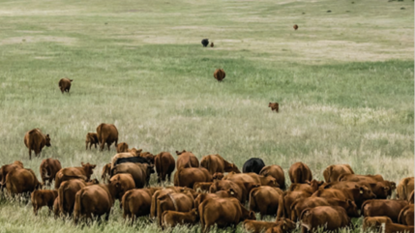 Society for Range Management Further Defines Rangeland Ecosystem Services