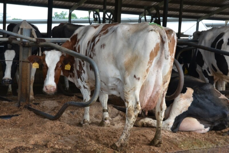 Tail Docking Survey - Dairy Herd