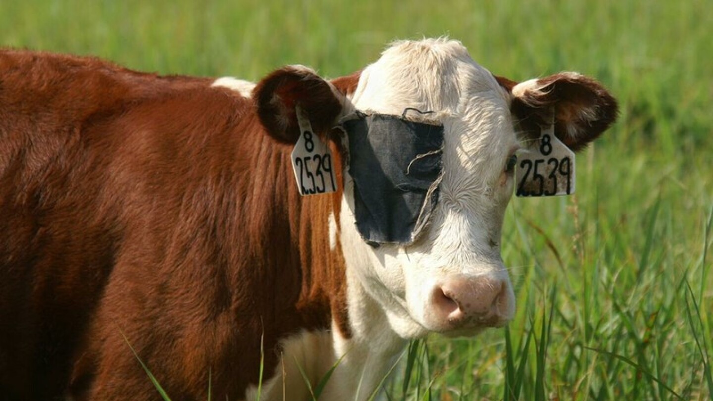 The Impact of Pinkeye in Cattle: Causes, Signs, and Best Practices for ...