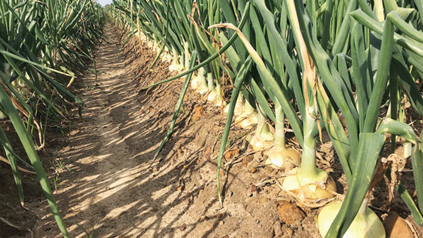 Rain, hail take out some of the Vidalia onion crop - The Packer