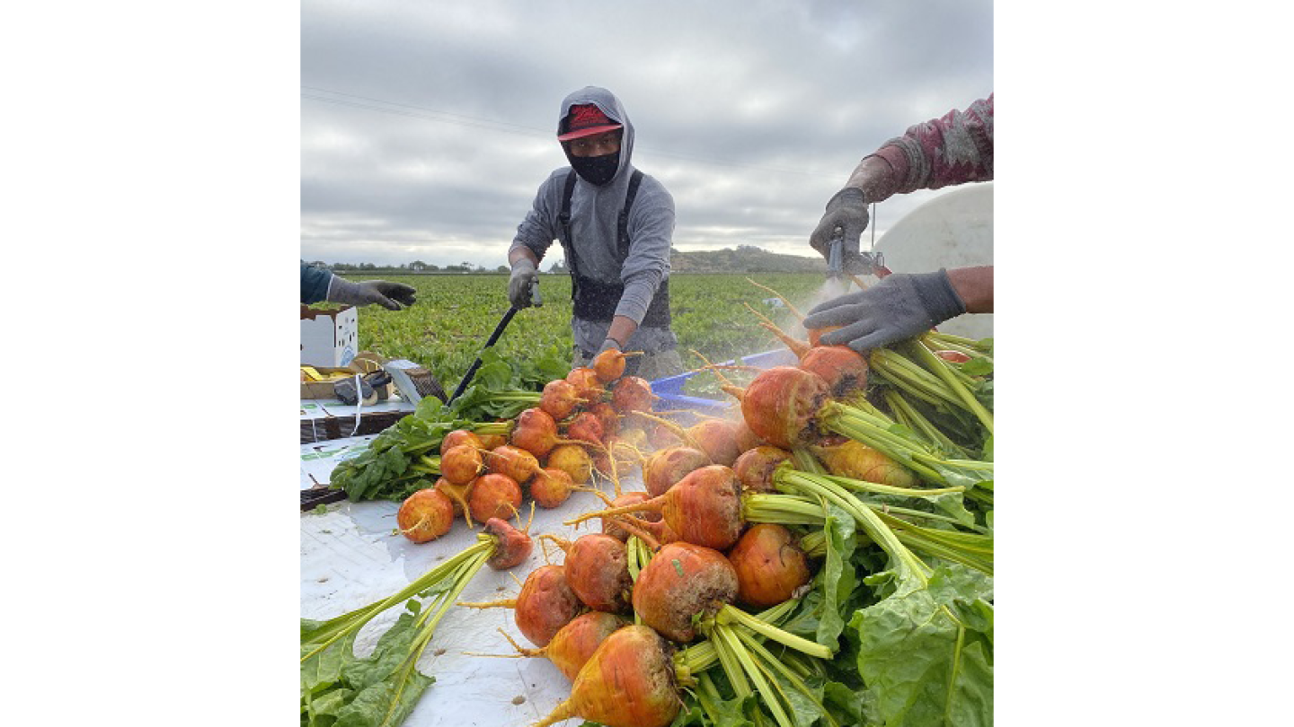 Lakeside Organic Gardens sees growth in 26 years of growing organic ...