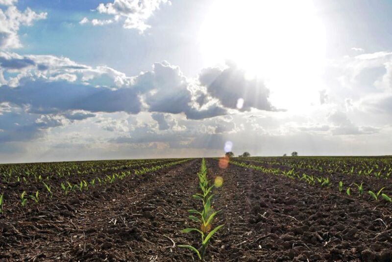 Corn and Soybean Crop Insurance Prices Higher, Volatility Remains ...