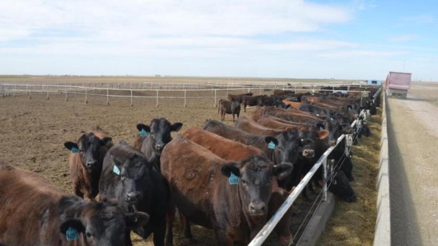 Bridging Genetics and Tradition: The Beef-on-Dairy Evolution - Dairy Herd