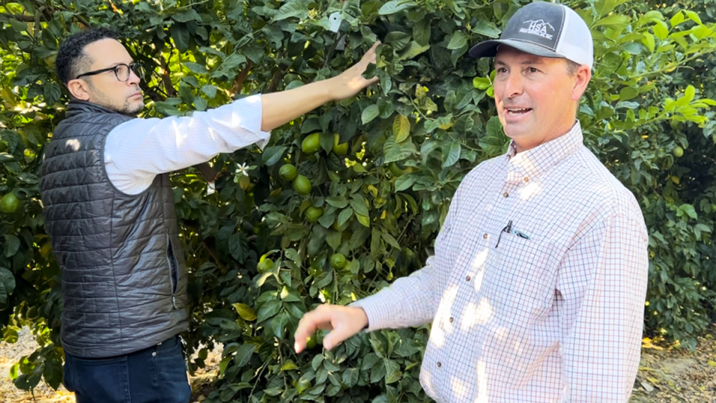 Seedless wonder: Wonderful Citrus continues to expand lemon program ...