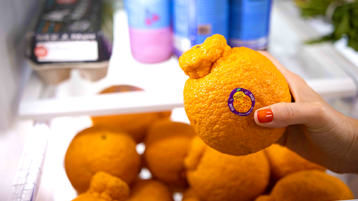 Sumo Citrus doubles harvest and expands distribution in 2023 season ...