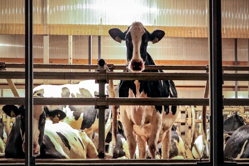 Advice for Using Fecal pH as a Monitoring Tool - Dairy Herd