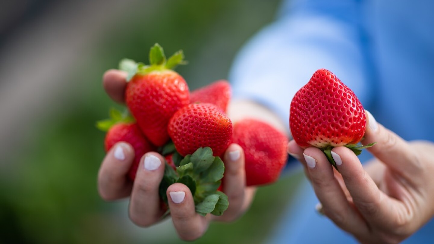 Partnership takes aim at strawberry fungal disease - The Packer - Fruit ...