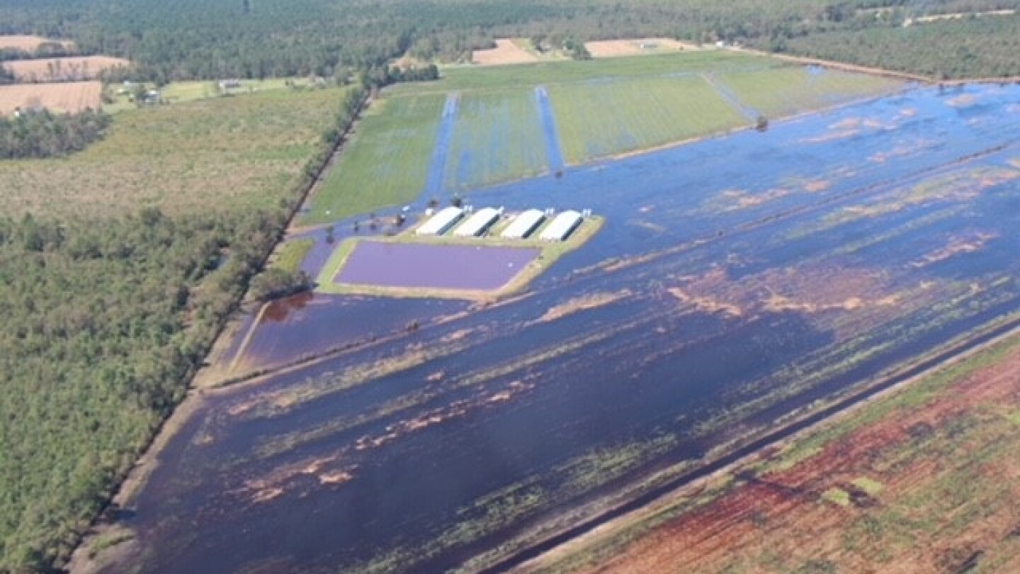 North Carolina sweet potatoes take hit from Florence - The Packer