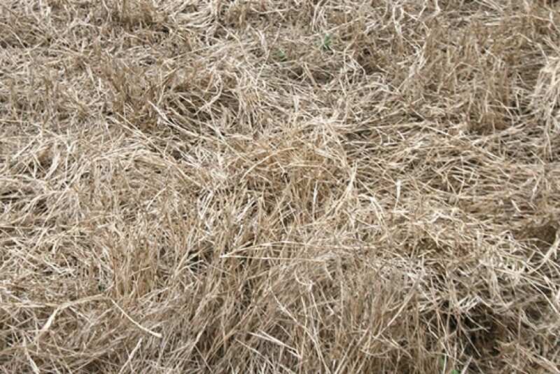 High Forage Quality Important for Beef Cattle's Nutrition - Drovers