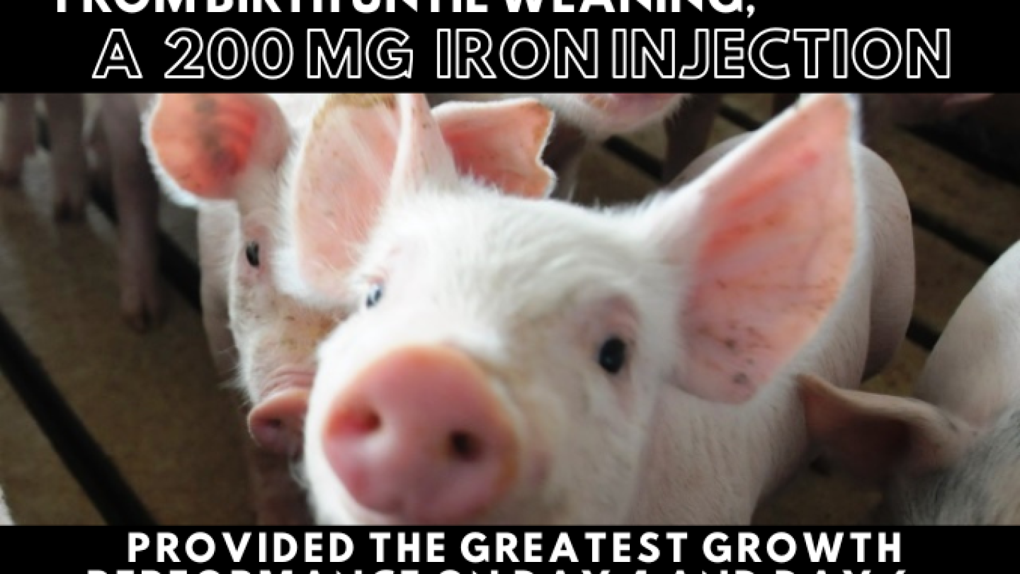 How and When to Give Iron Injections - AgWeb