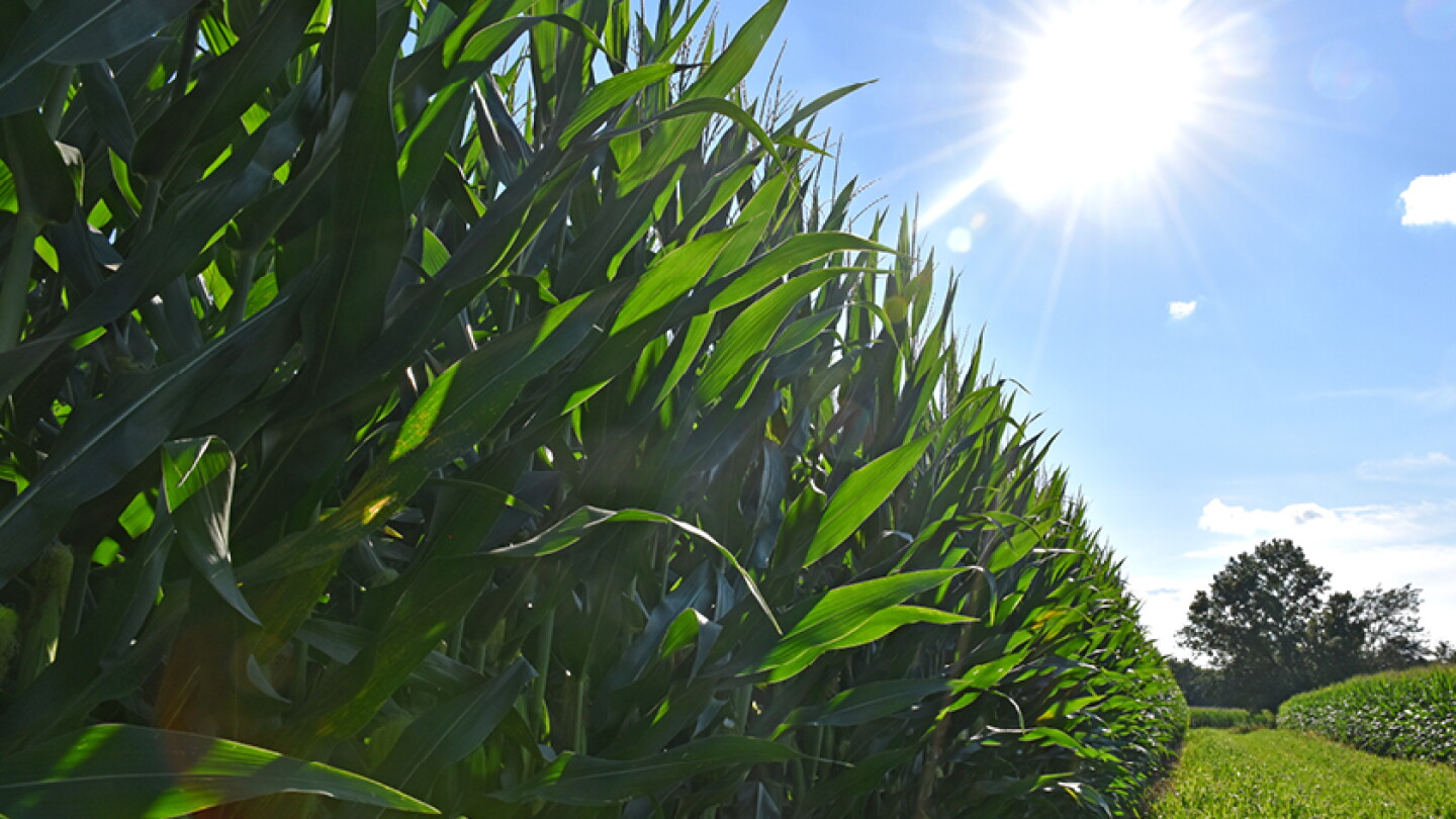 Weak Global Demand for U.S. Corn Good for Dairy - Dairy Herd
