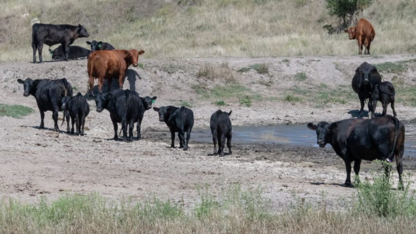 USDA May Now Face Court Challenge in Its Implementation of ERP for 2022 ...