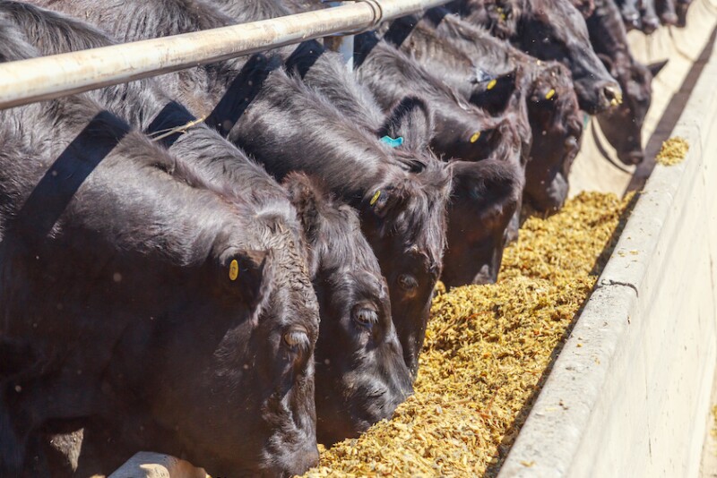 U.S. Beef Industry Challenged by a Strong Preference for Chicken - AgWeb