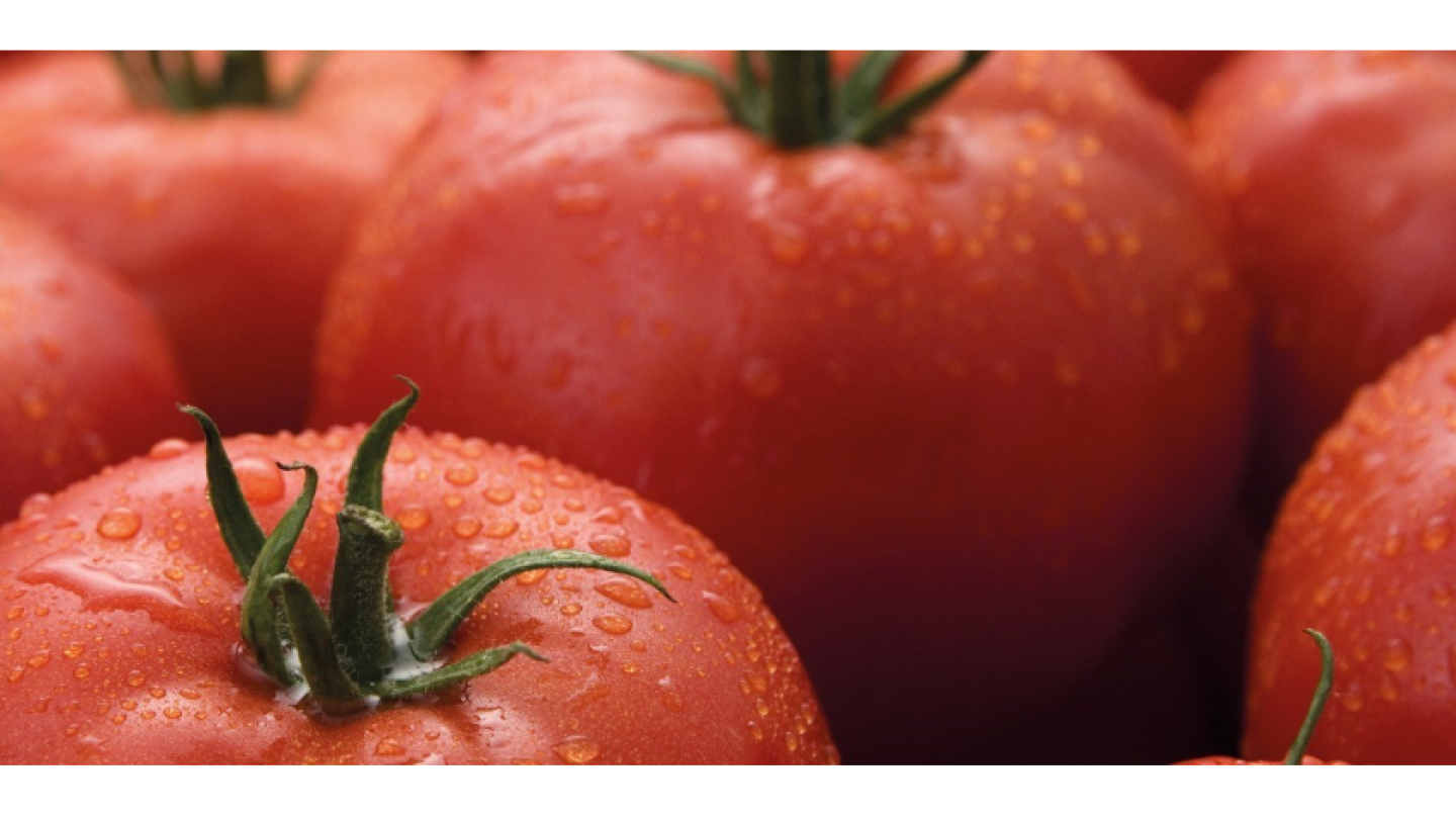 USDA: Mexican tomato output and exports forecast to rise - The Packer