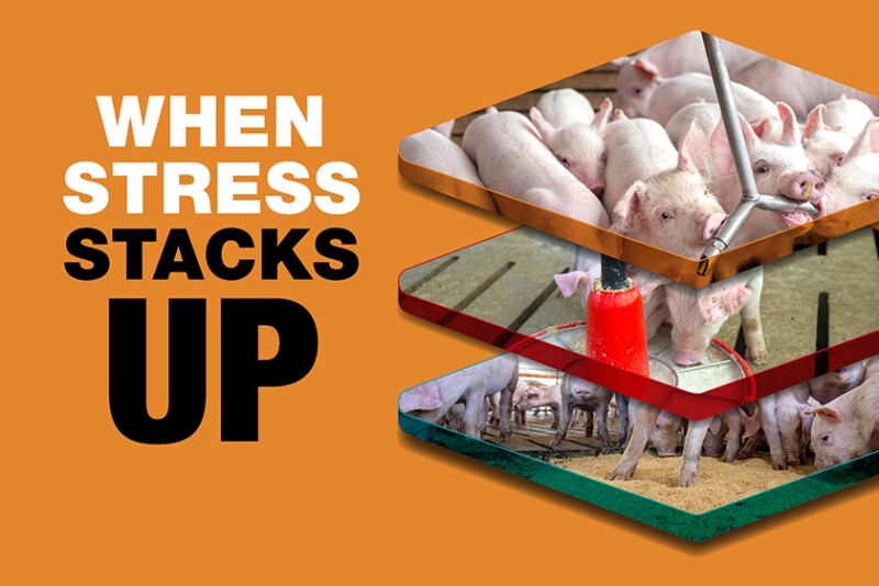 When Stress Stacks Up: 8 Ways to Minimize Weaning Stress in Pigs