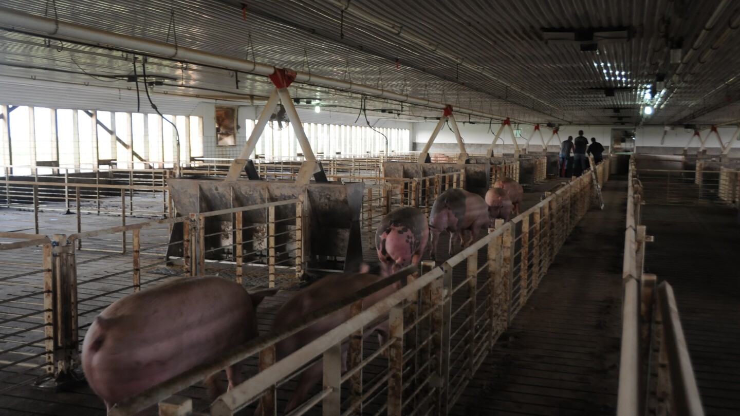 5 Smart Ways To Use MFP Money - Pork Business