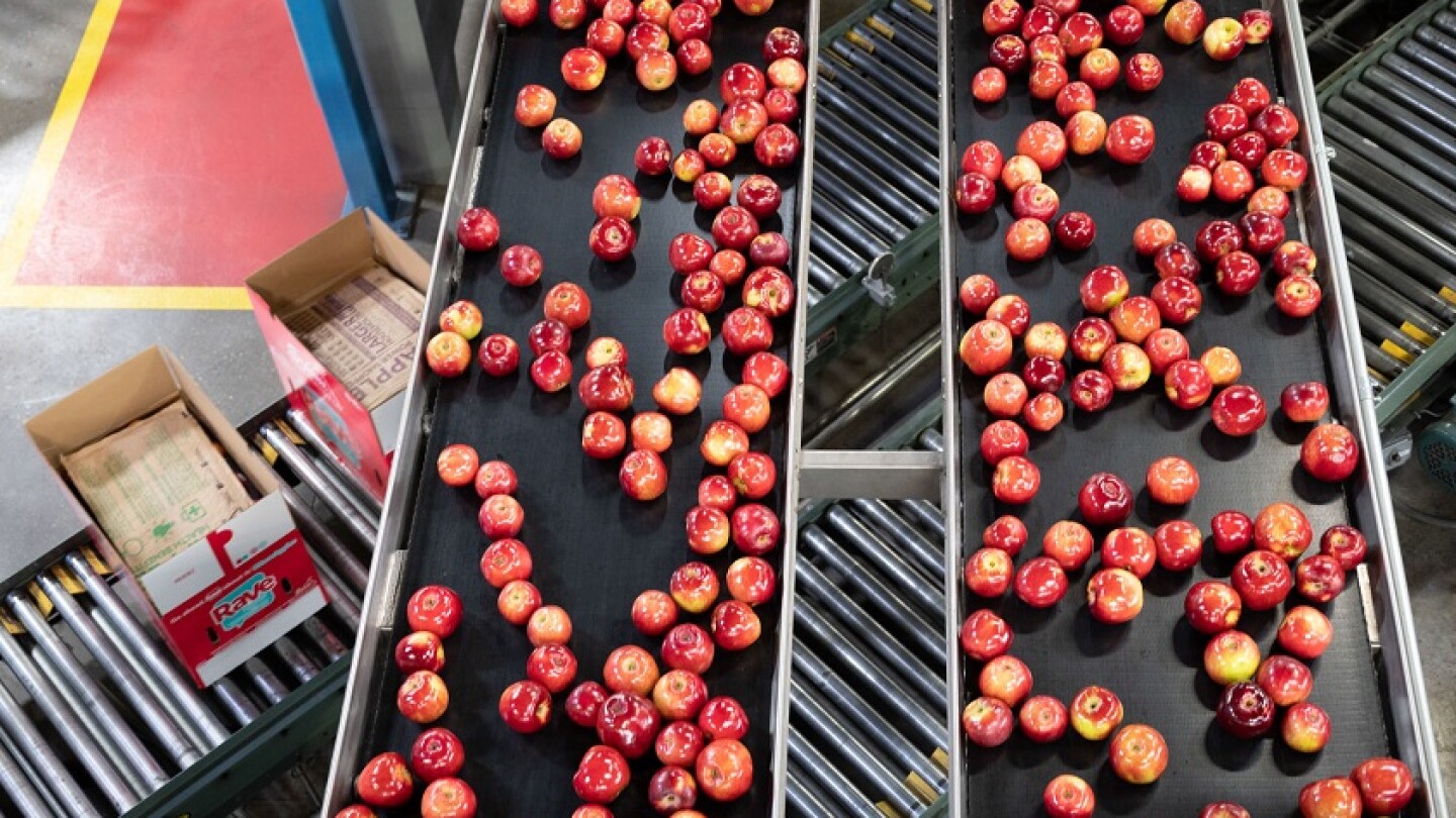 Rave season begins for Stemilt - The Packer - Fruit and Vegetable ...