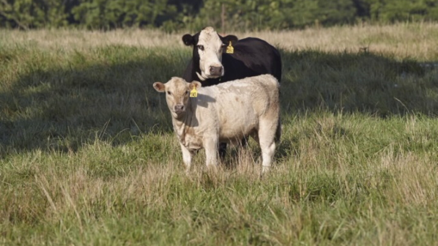 Management Practices for Cows at Weaning (Part 1) - Drovers