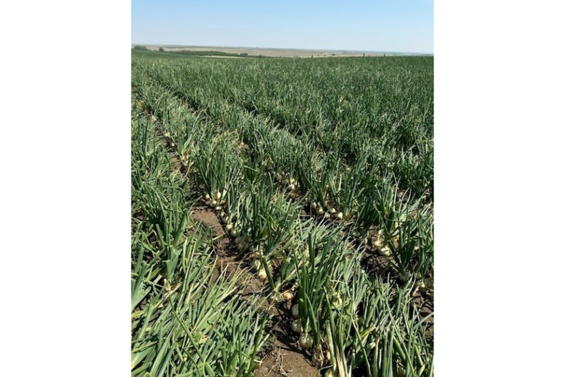 Washington onion crop looking strong for F.C. Bloxom Co. - The Packer
