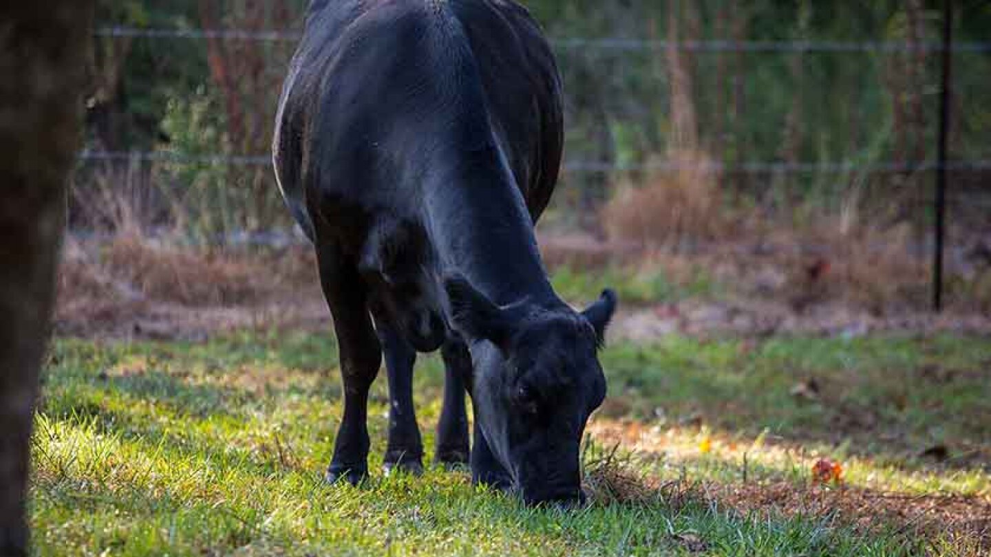 American Angus Association Elects New Officers, Board Leadership