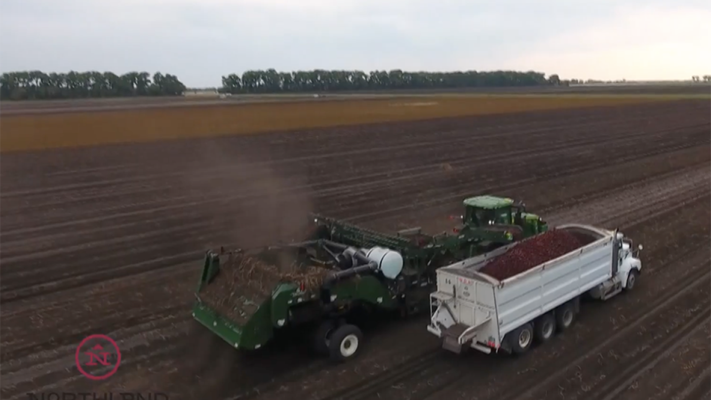 In the spotlight: Northland Potato Growers on how spud quality is in ...