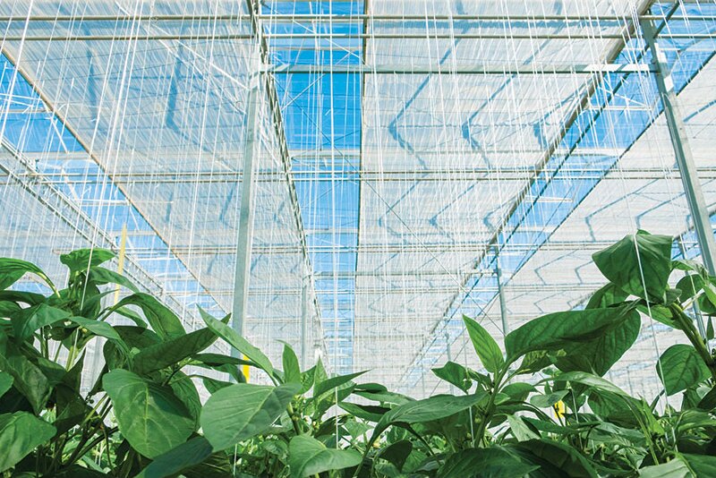 Nature Fresh Farms thrives on sustainability - The Packer