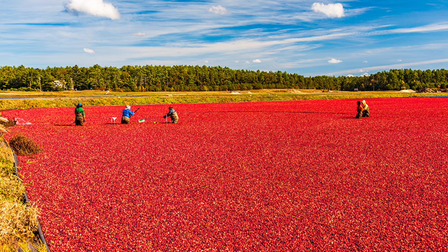 Cranberry crop estimates down slightly for 2023 - The Packer
