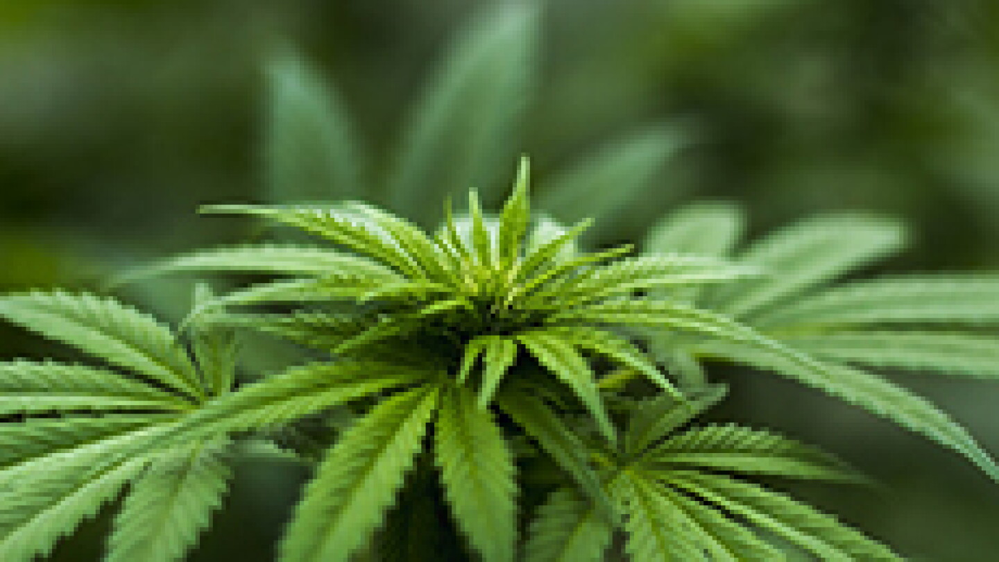 Growing Marijuana Legally—A Snapshot of a New Business Model - AgWeb