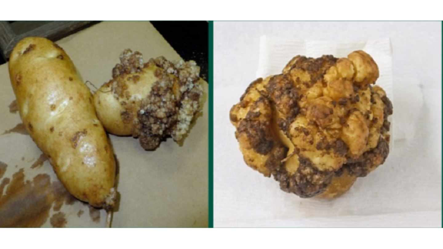 Wyden, Crapo lead bipartisan effort urging USDA to protect U.S. potato ...