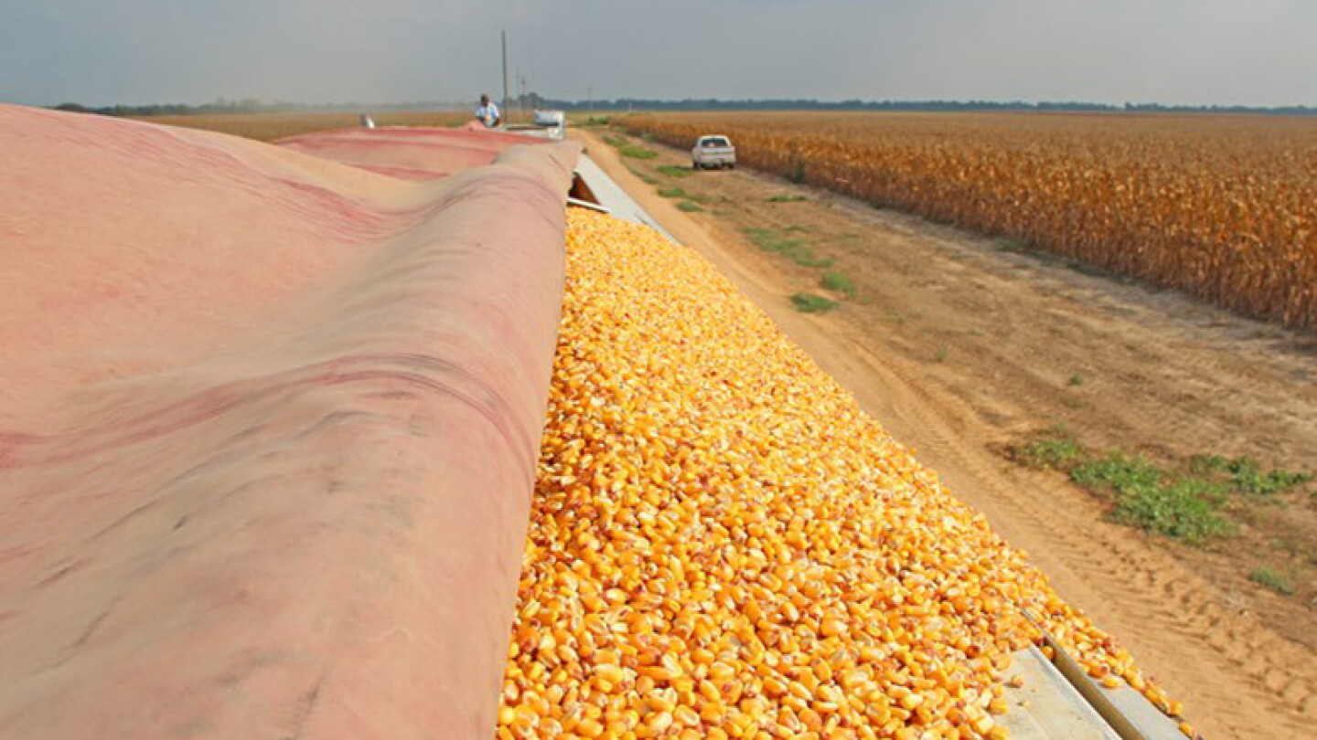 Only Anti-GMO Hippies Grow Organic Corn, Right? Wrong. - AgWeb