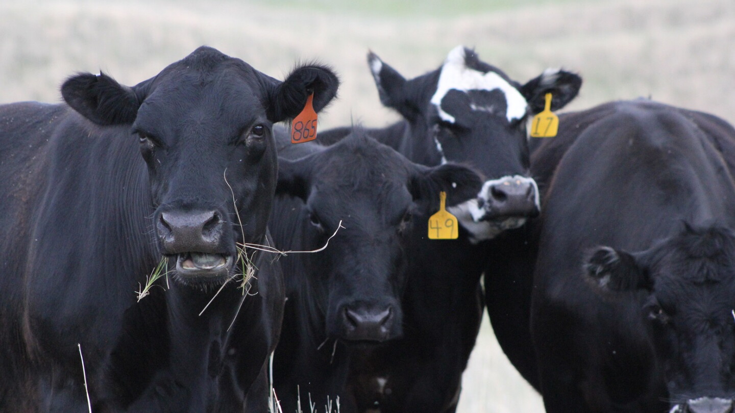 Simple Synchronization of Cows - Drovers
