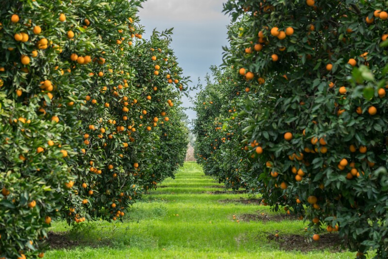 Oppy cultivates growing citrus volume from Australia - The Packer