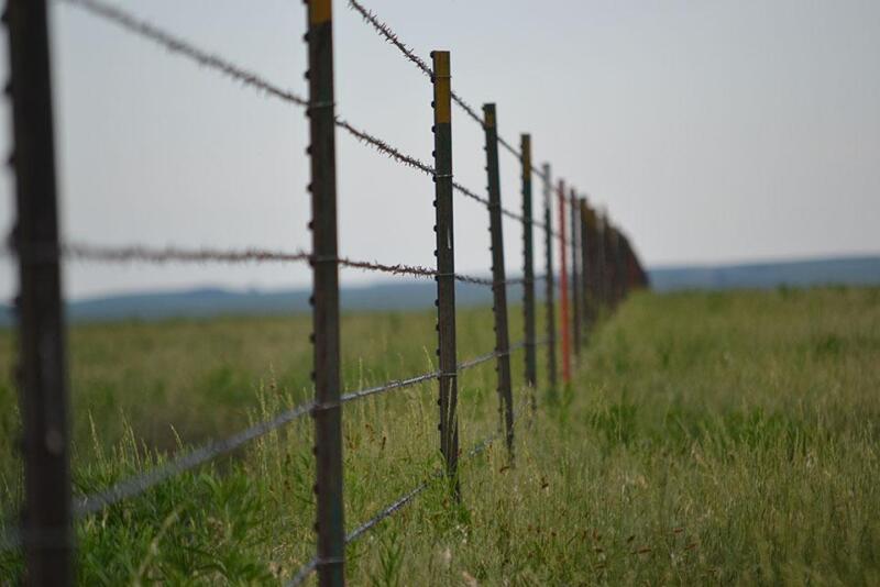 The Benefits and Best Practices for Fenceline Weaning - Drovers