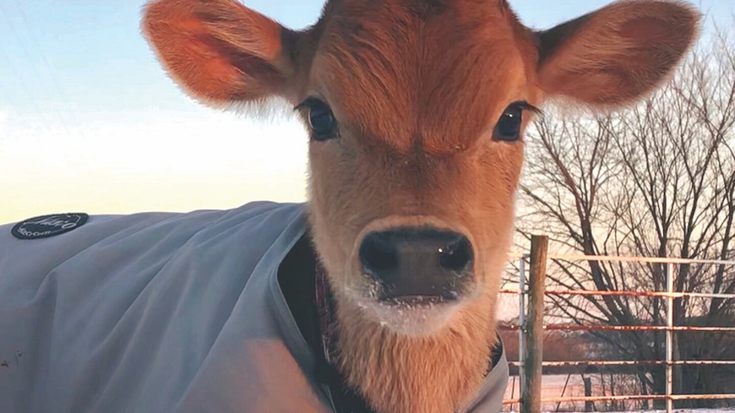 Body Temperature is a Bellwether for Calf Health - Dairy Herd Management