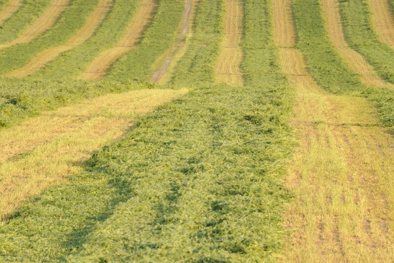 Reduced Lignin Alfalfa Could Extend Stand Life - Dairy Herd Management