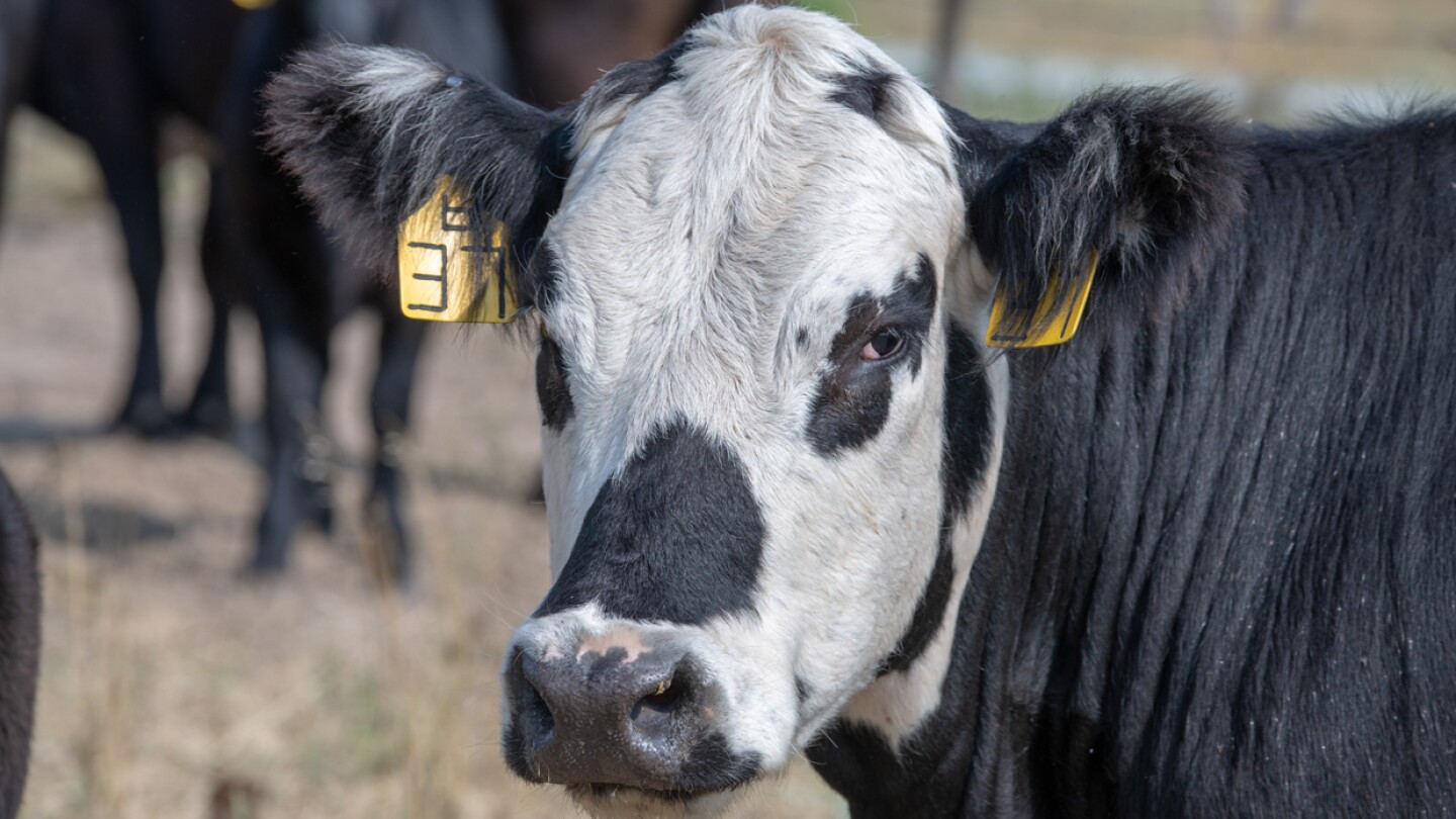 First Generic Cydectin® (moxidectin) Injectable Solution Now Available ...