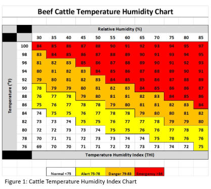 Working with Cattle in the Heat | Drovers